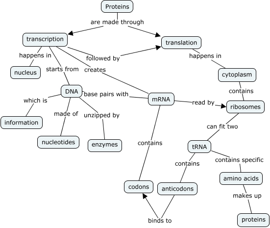 Protein Synthesis Concept Map - How are proteins made?